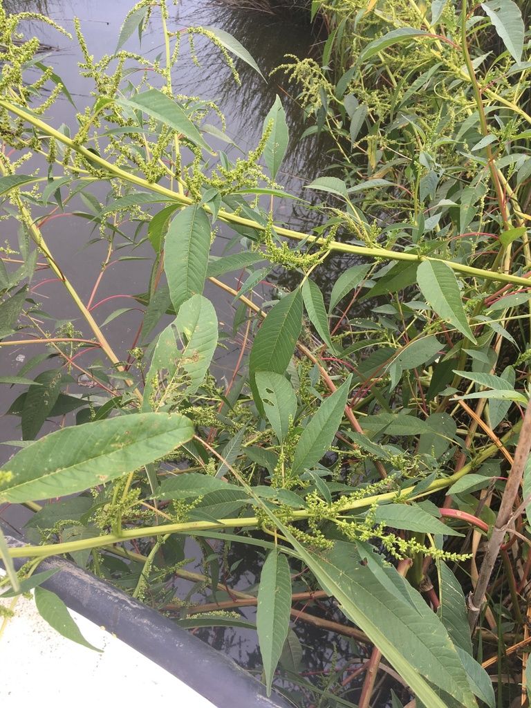 Nombre Común - Amaranthus australis - KnowYourWeeds