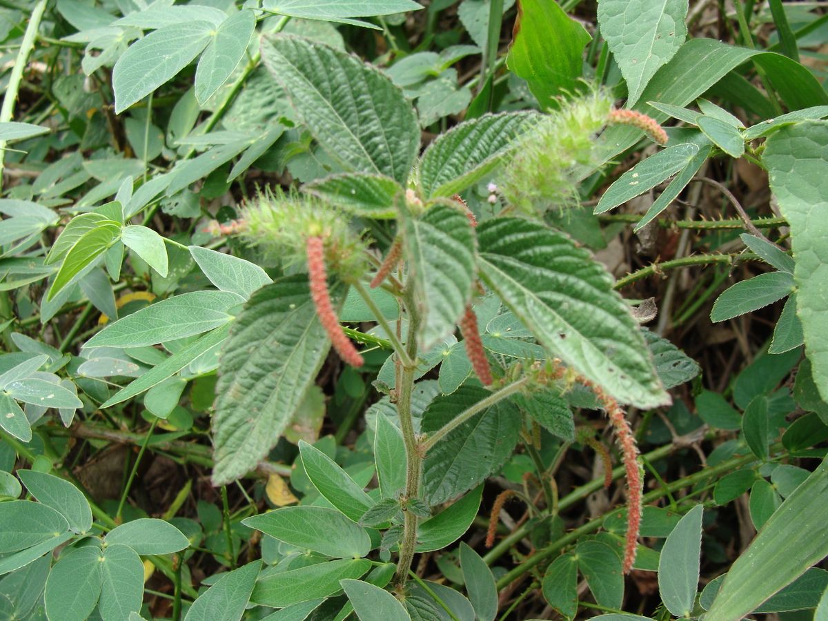 Nombre Común - Acalypha alopecuroides - KnowYourWeeds