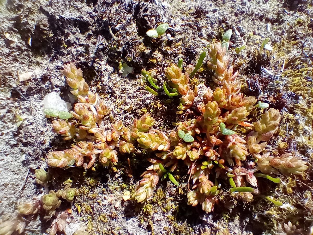 Where A Weed - Crassula colligata - KnowYourWeeds