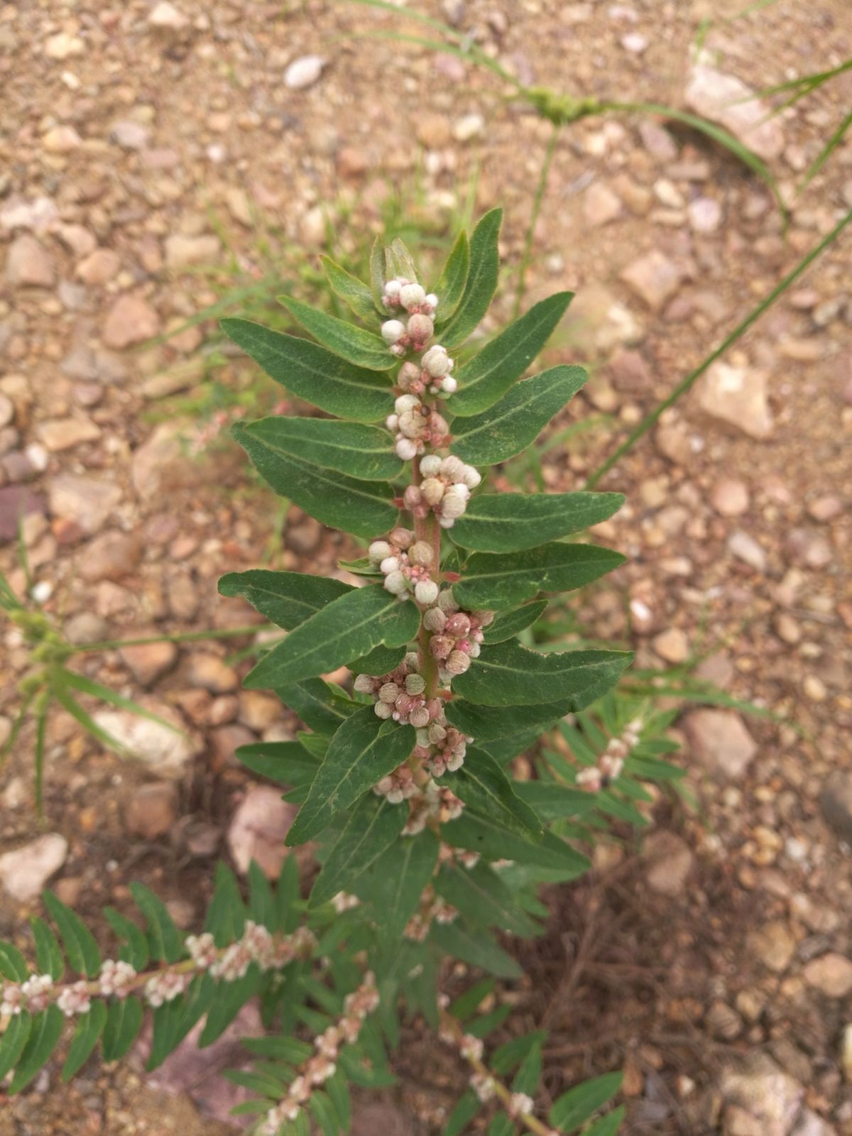 See More Info - Euphorbia convolvuloides - KnowYourWeeds