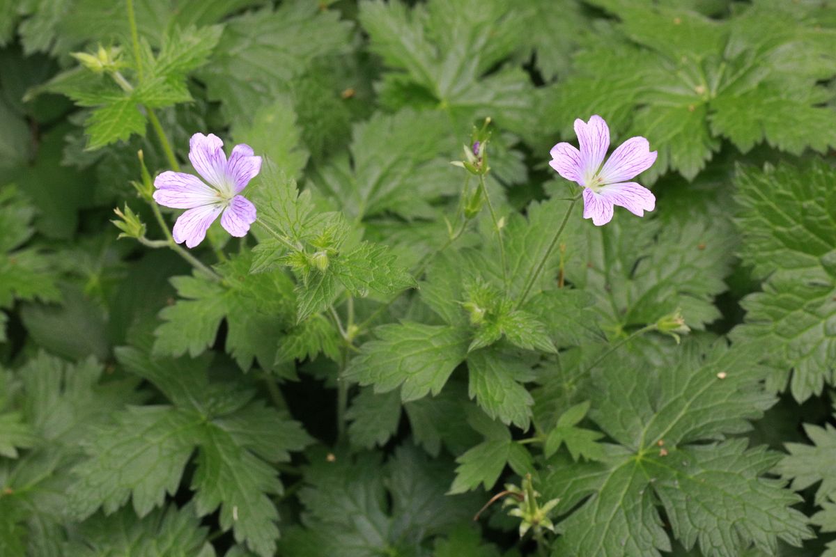 Common Names - Geranium × oxonianum - KnowYourWeeds