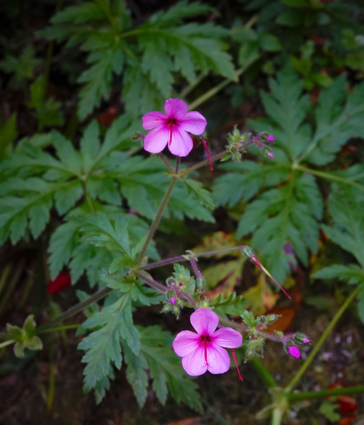 Noms Communs - Geranium palmatum - KnowYourWeeds