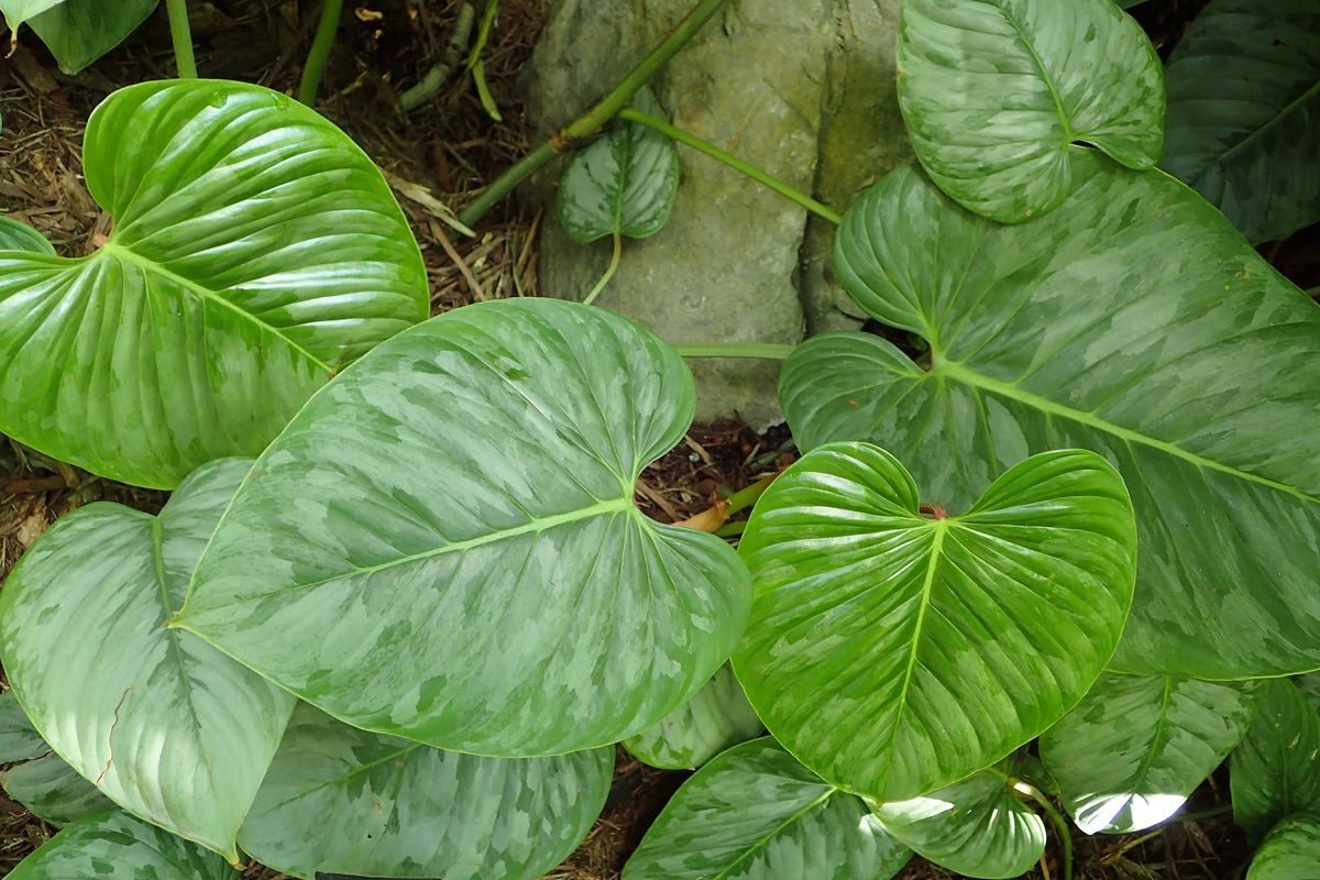 Common Names - Philodendron ornatum - KnowYourWeeds
