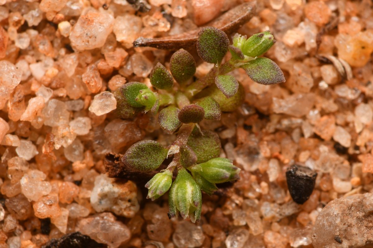 See More Info - Polycarpon depressum - KnowYourWeeds