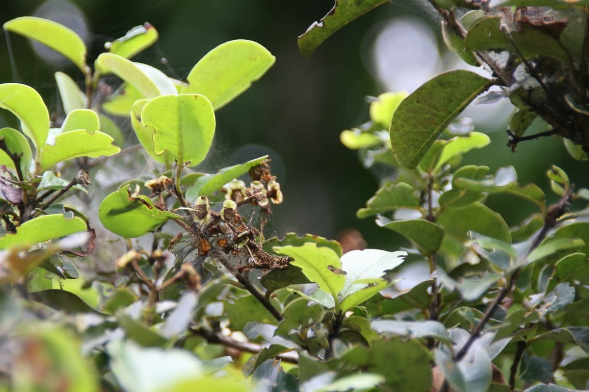 Common Names - Eugenia umbellulifera - KnowYourWeeds