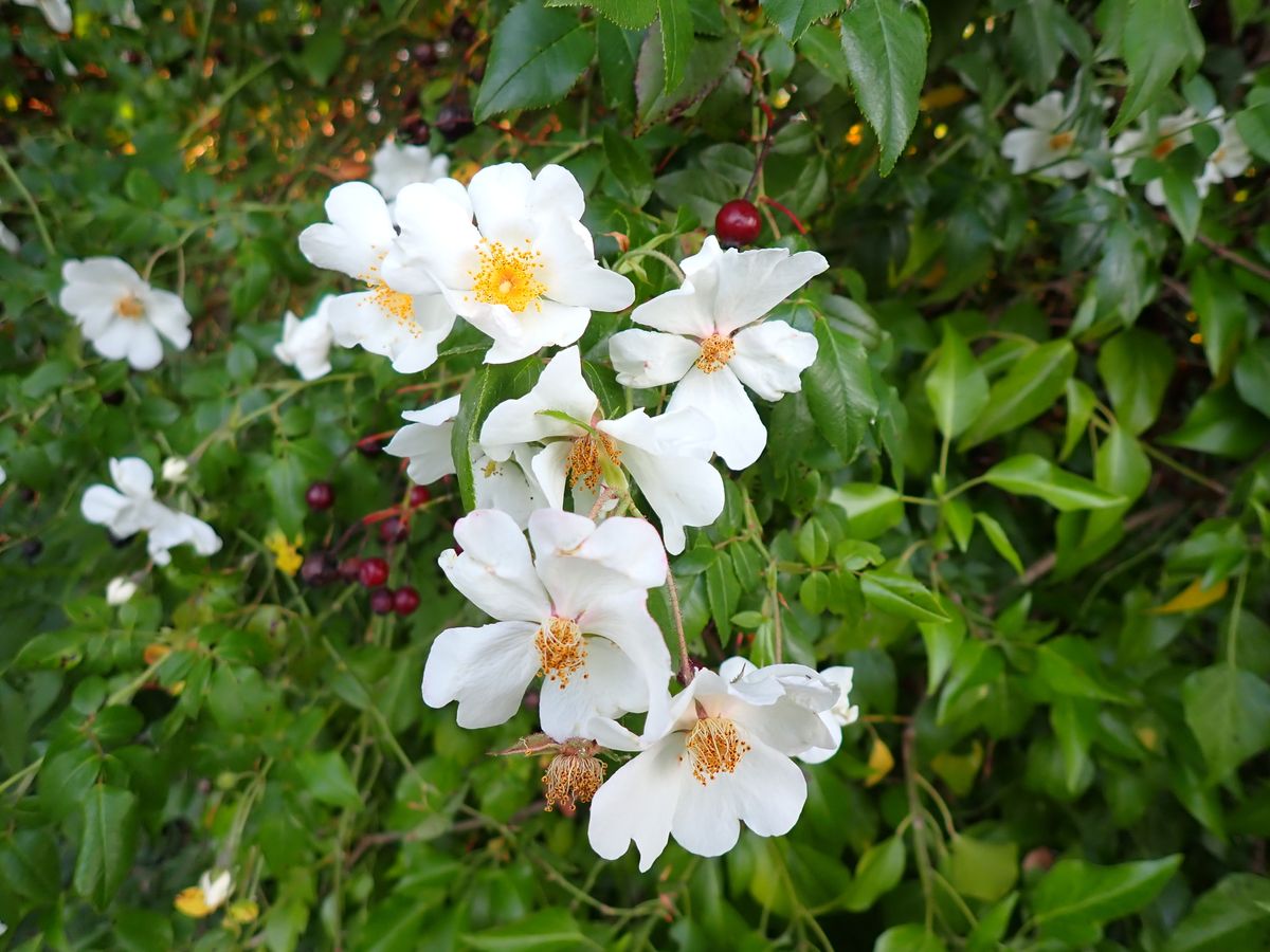 Common Names - Rosa sempervirens - KnowYourWeeds