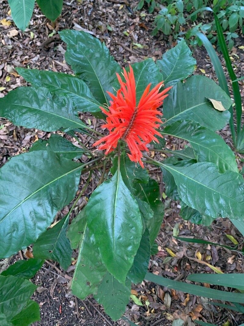 See More Info - Aphelandra arborea - KnowYourWeeds