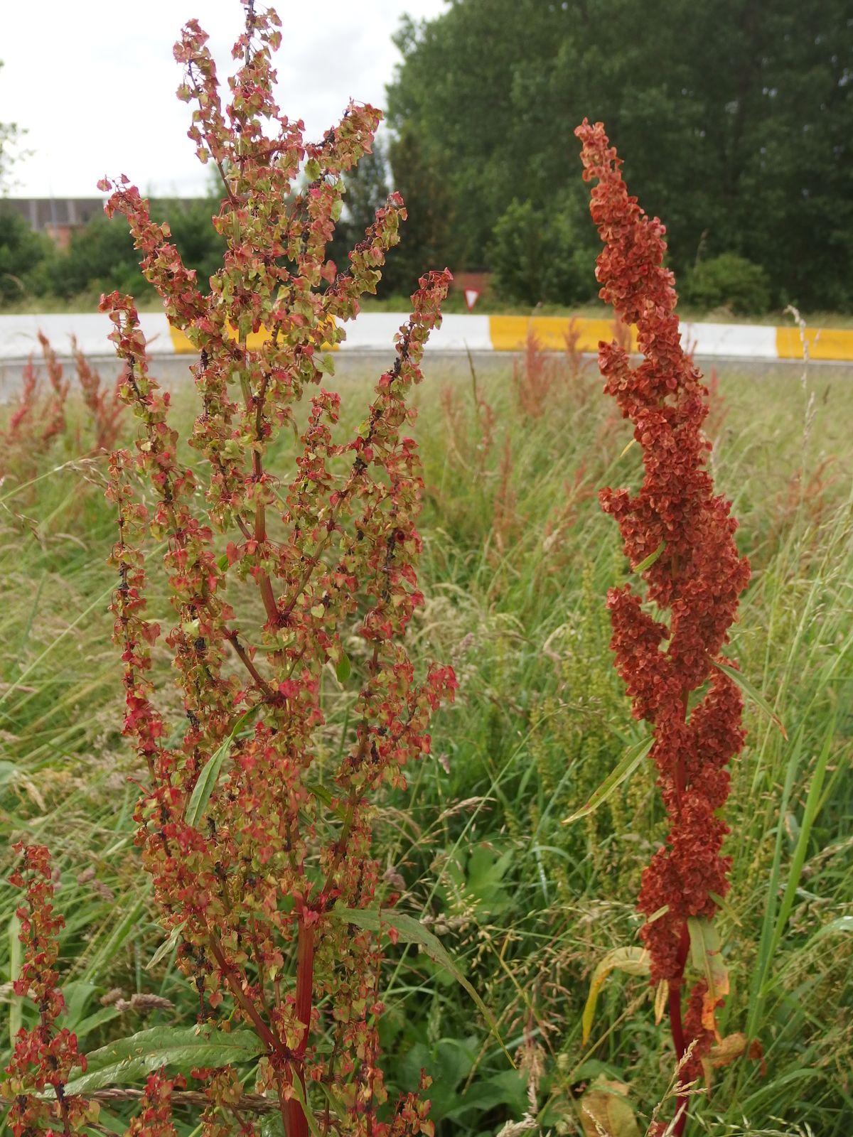 Where A Weed - Rumex × erubescens - KnowYourWeeds