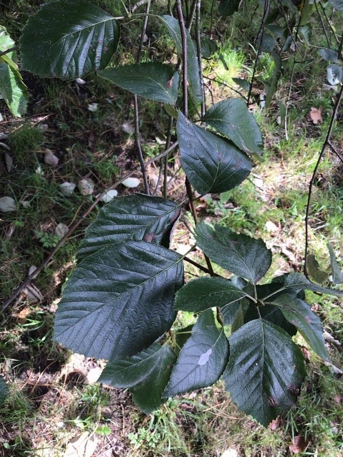 See More Info - Sorbus croceocarpa - KnowYourWeeds