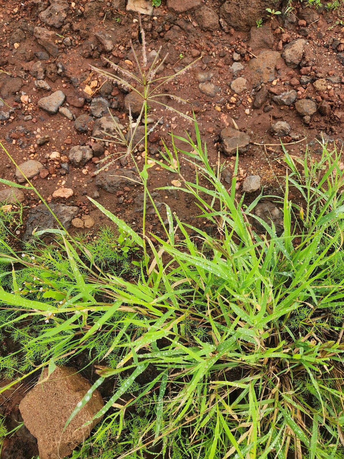 Cynodon plectostachyus - KnowYourWeeds