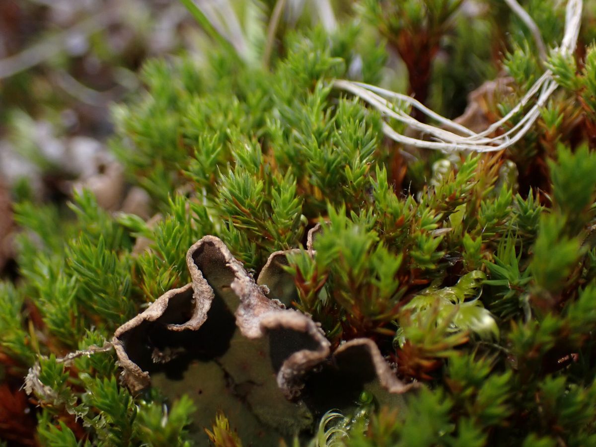 Polytrichum hyperboreum - KnowYourWeeds