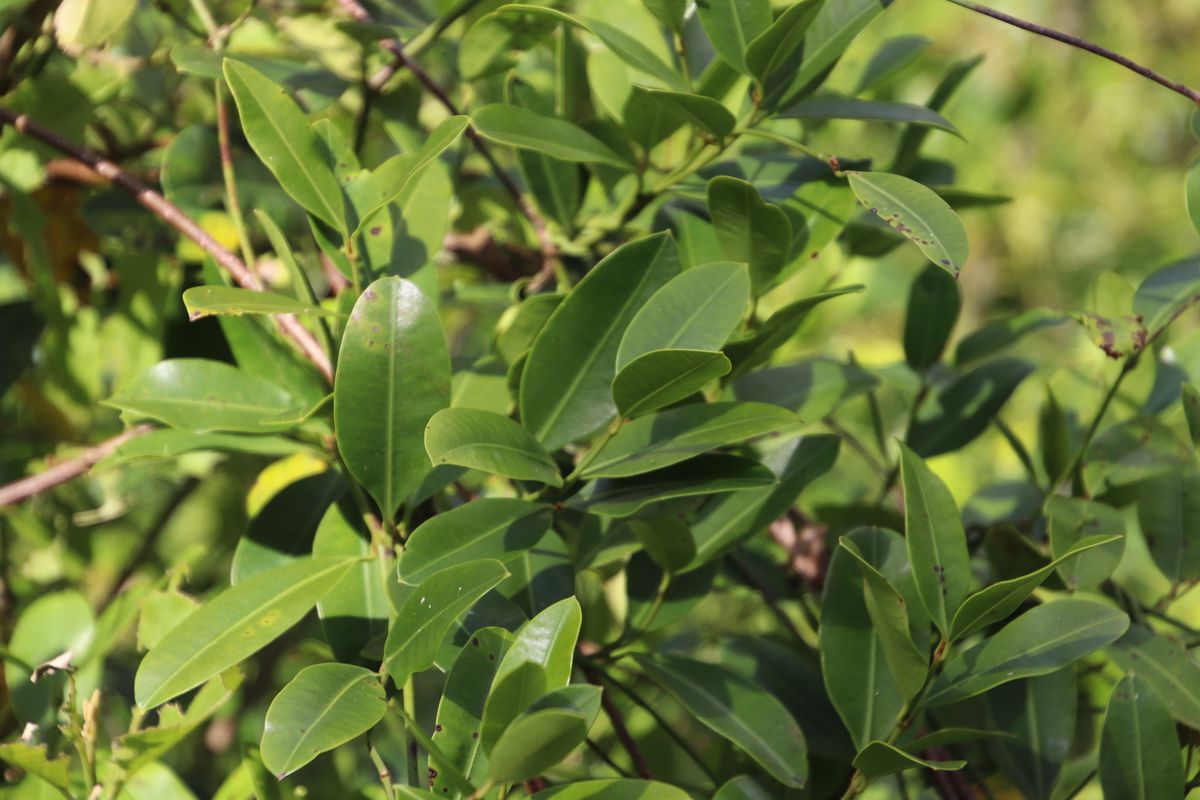 Secamone alpini - KnowYourWeeds