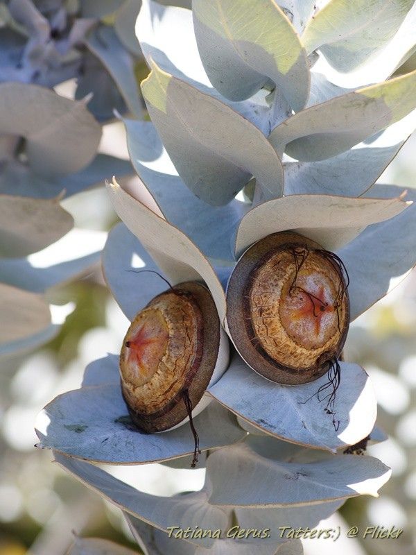 Common Names - Eucalyptus macrocarpa - KnowYourWeeds