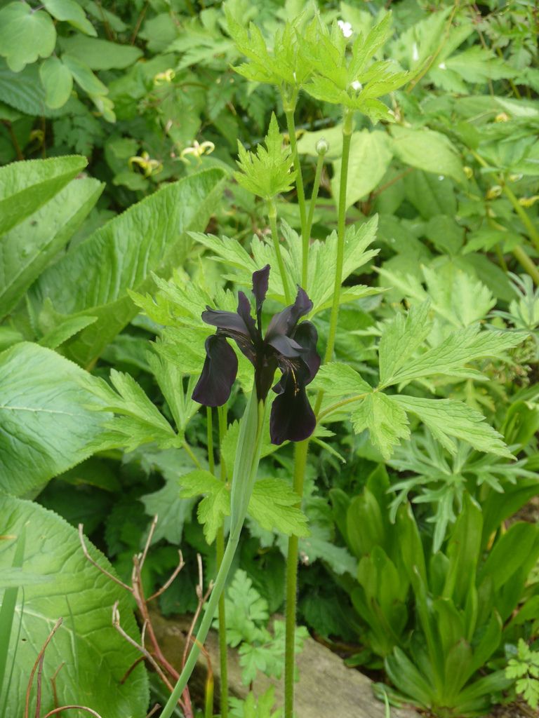 Iris chrysographes - KnowYourWeeds