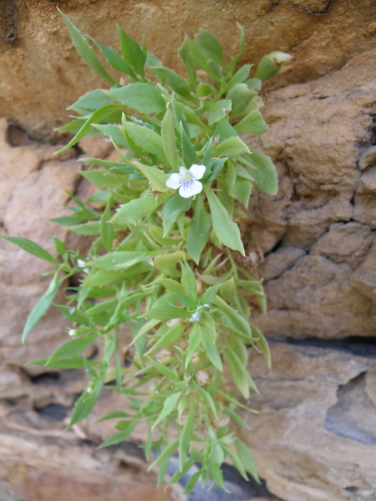 Bonnaya tenuifolia - KnowYourWeeds