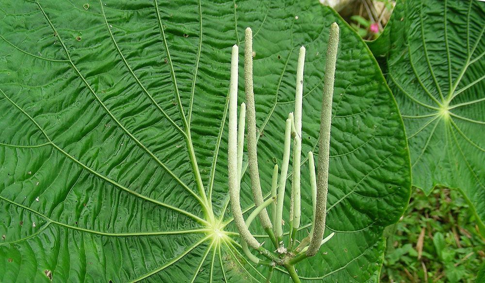 Where A Weed - Piper peltatum - KnowYourWeeds