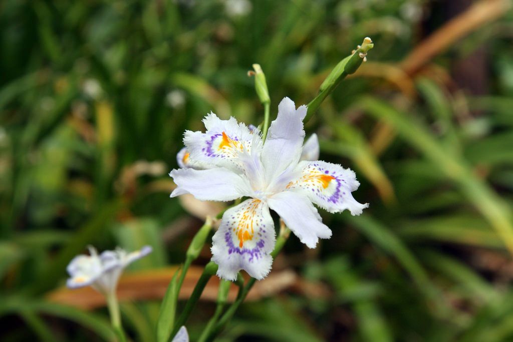 Iris japonica - KnowYourWeeds