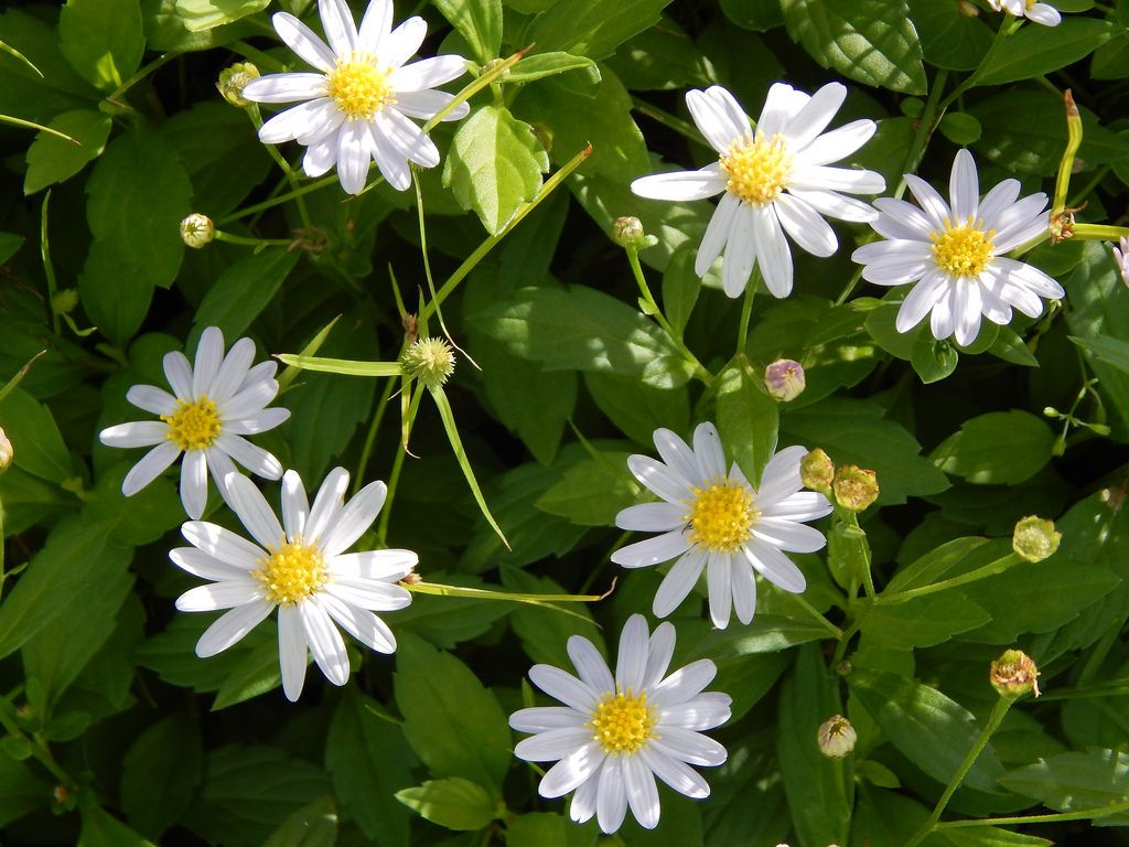 Where A Weed - Aster indicus - KnowYourWeeds