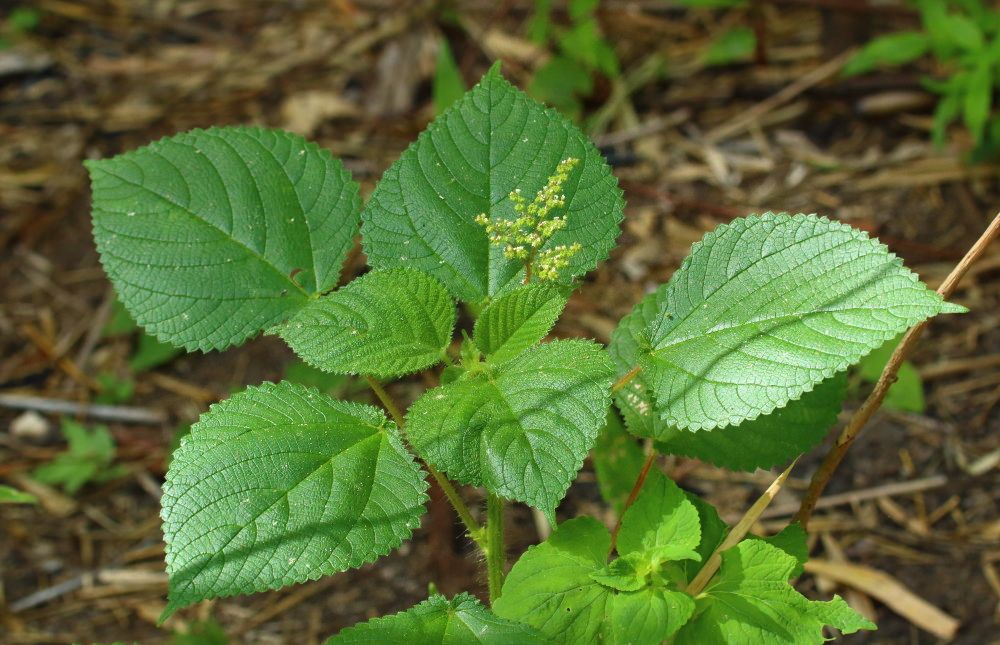 Where A Weed - Laportea aestuans - KnowYourWeeds