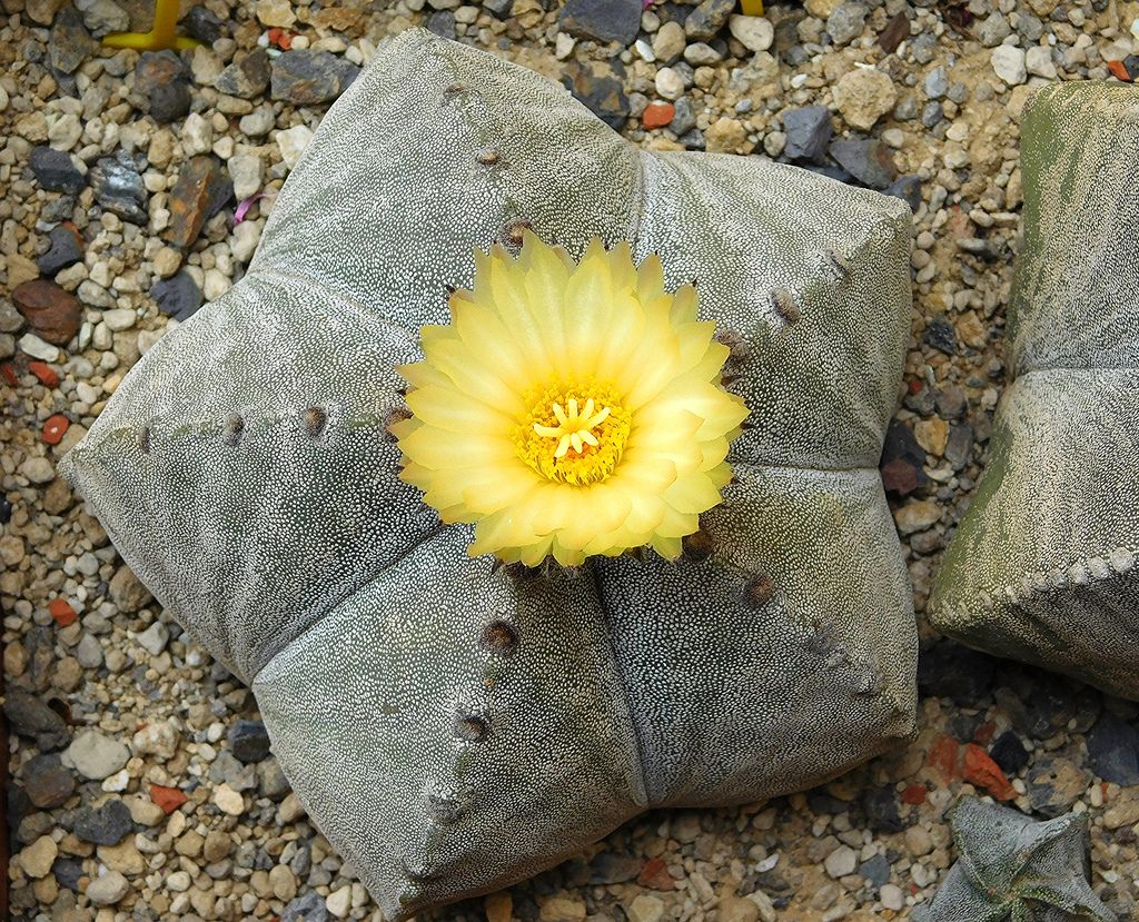 Astrophytum SPECIES - KnowYourWeeds