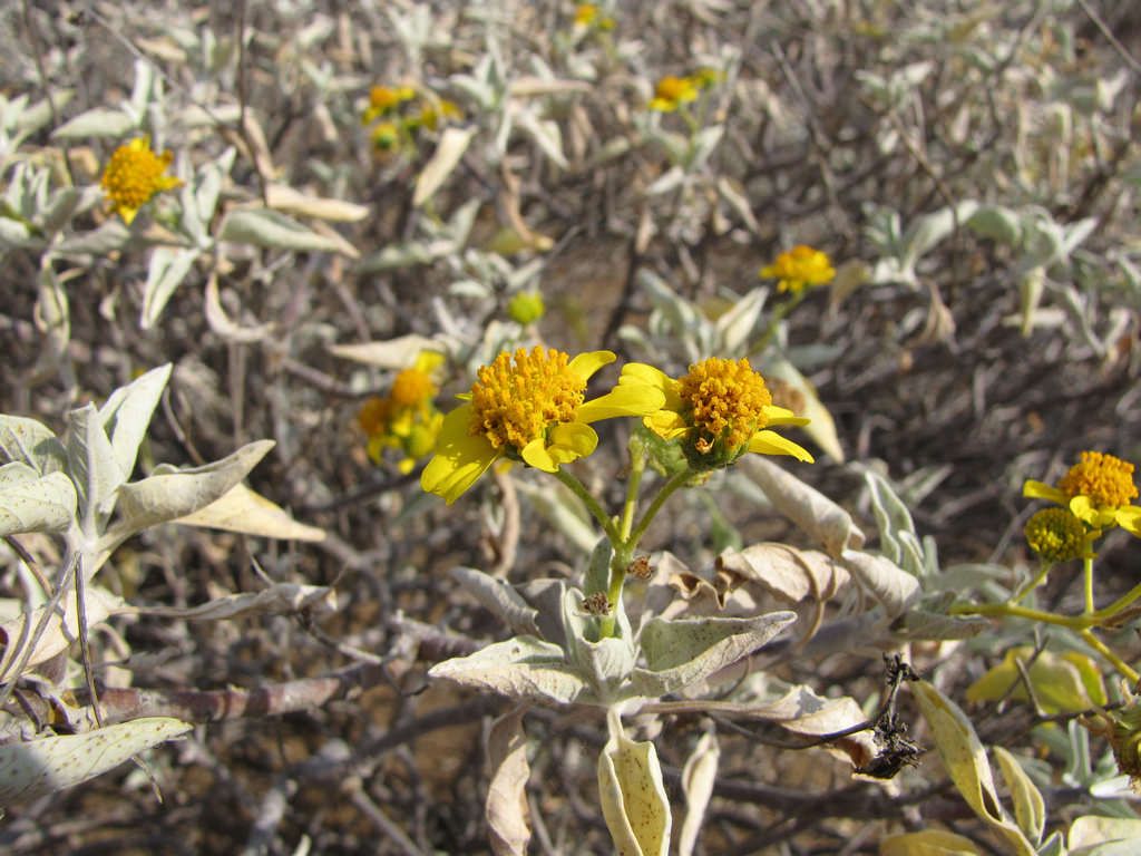 Common Names - Encelia farinosa - KnowYourWeeds