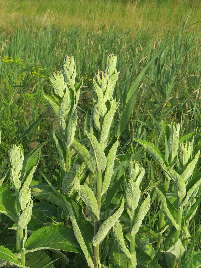 Common Names - Inula racemosa - KnowYourWeeds