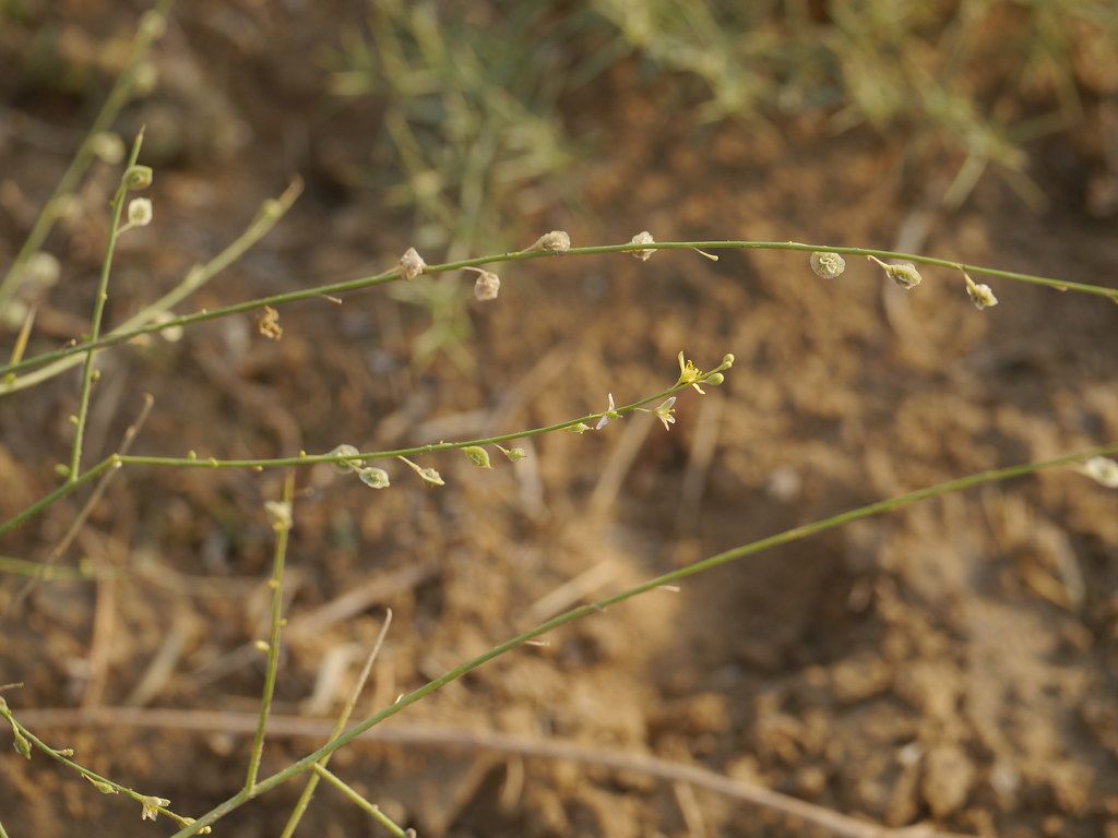 انظر معلومات عن - Cleome pallida - KnowYourWeeds
