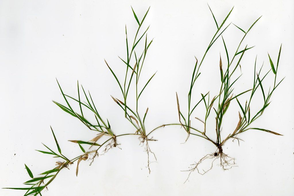 Common Names - Lepturus radicans - KnowYourWeeds