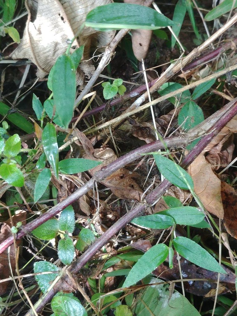 See More Info - Microstegium nudum - KnowYourWeeds