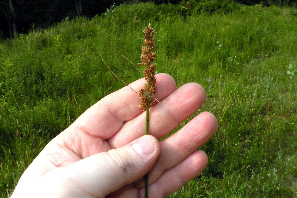 Common Names - Carex annectens - KnowYourWeeds
