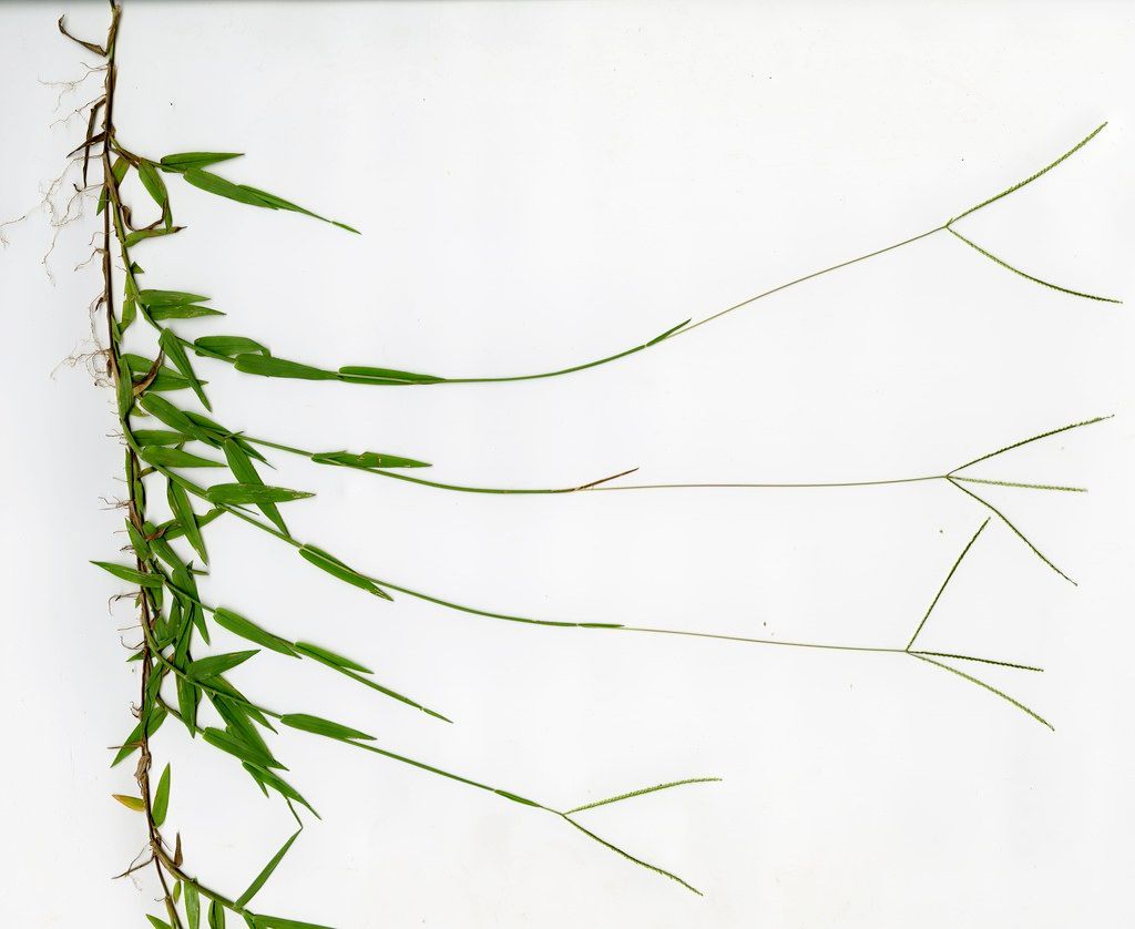 Where A Weed - Digitaria longiflora - KnowYourWeeds