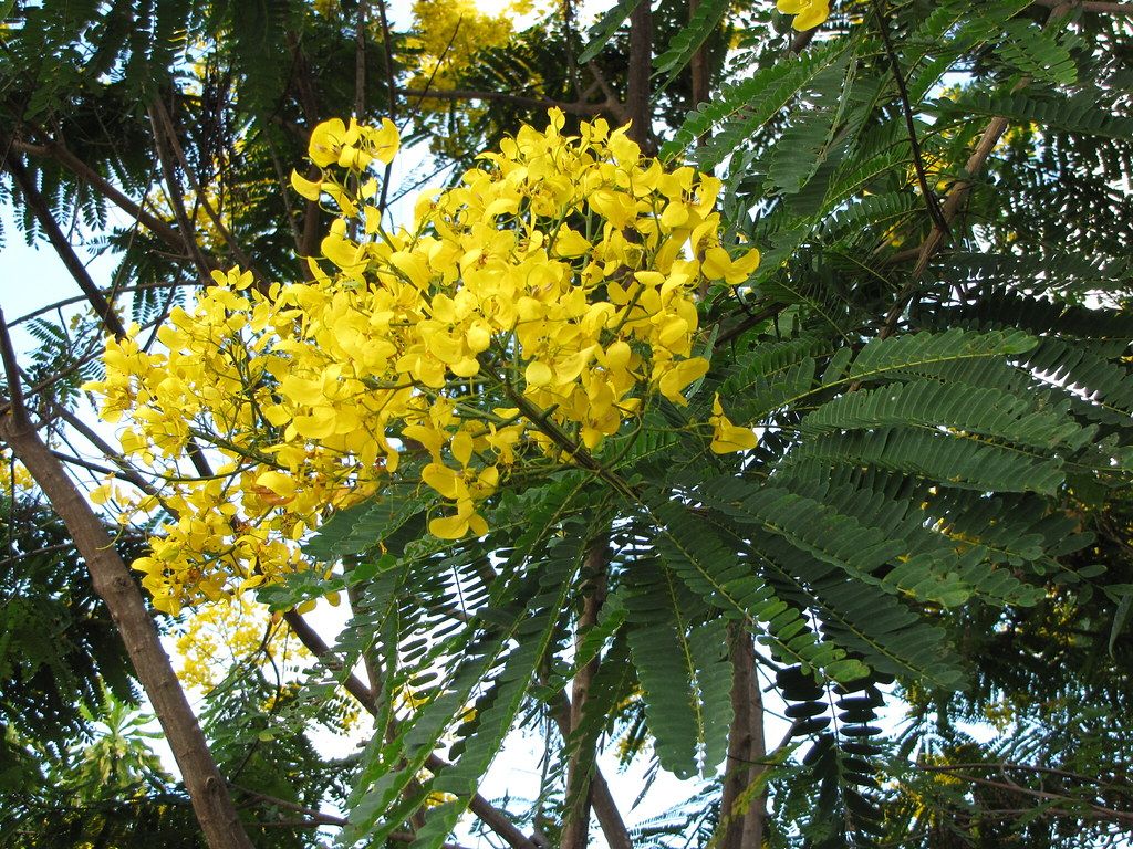 Where A Weed - Senna multijuga - KnowYourWeeds