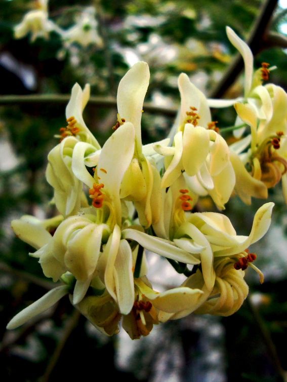 Common Names - Moringa oleifera - KnowYourWeeds