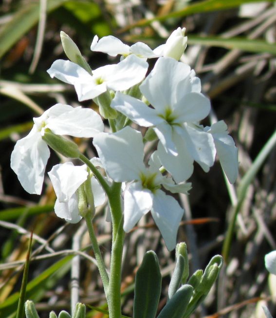 Matthiola incana - KnowYourWeeds
