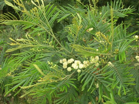 Common Names - Acacia mearnsii - KnowYourWeeds