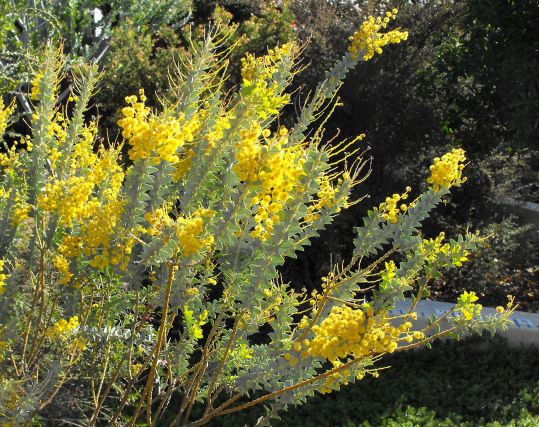 Common Names - Acacia cultriformis - KnowYourWeeds