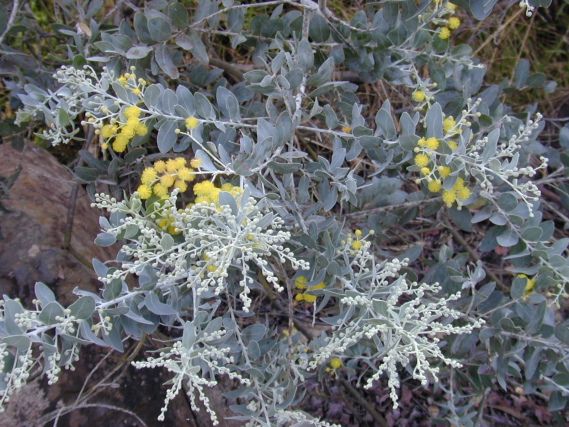 Common Names - Acacia podalyriifolia - KnowYourWeeds