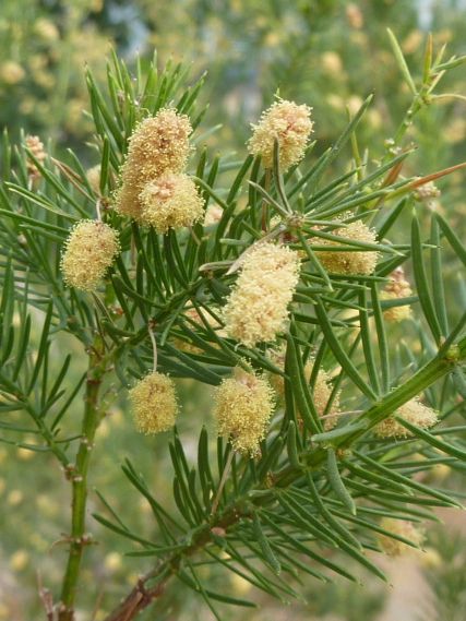 Nama Umum - Acacia verticillata - KnowYourWeeds
