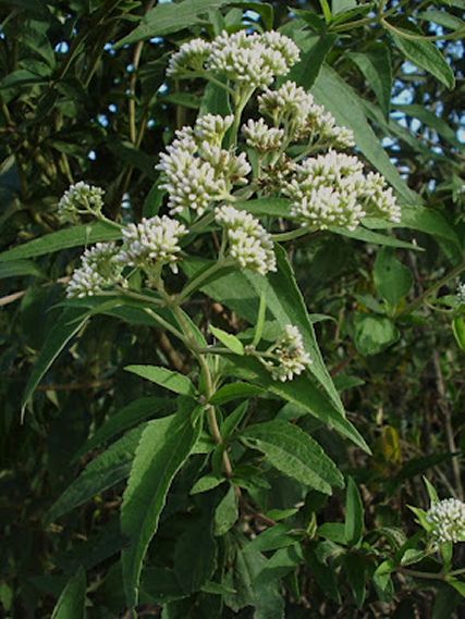 Di Mana Gulma - Austroeupatorium inulaefolium - KnowYourWeeds