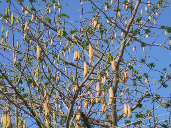 Common Names - Bombax ceiba - KnowYourWeeds