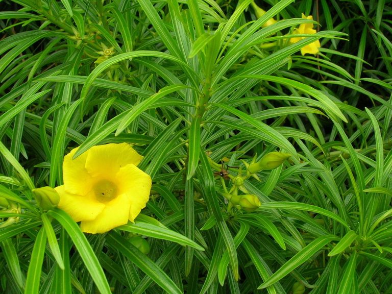 Cascabela thevetia - KnowYourWeeds