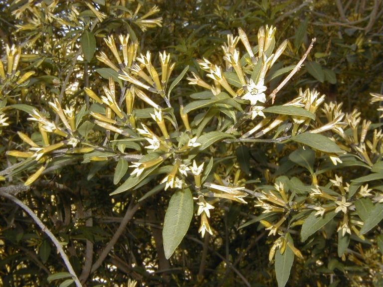 Where A Weed - Cestrum parqui - KnowYourWeeds