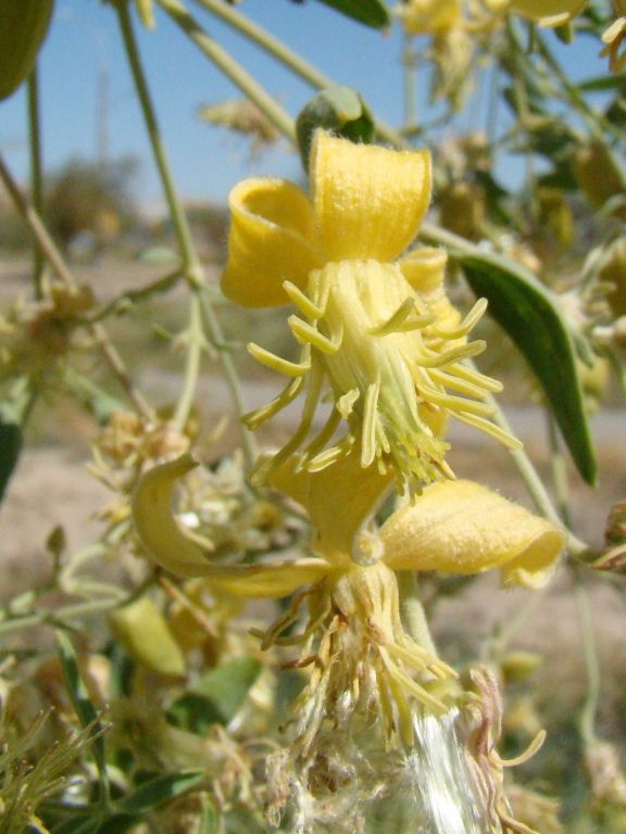 Common Names - Clematis orientalis - KnowYourWeeds