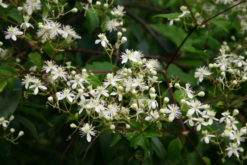 See More Info - Clematis virginiana - KnowYourWeeds