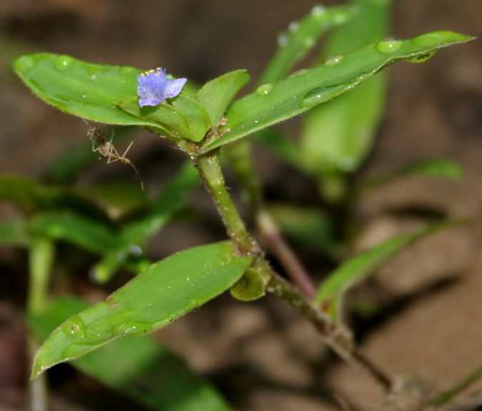Cyanotis cristata - KnowYourWeeds