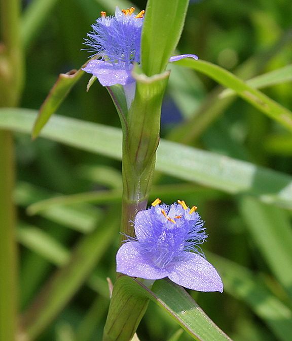 Where A Weed - Cyanotis axillaris - KnowYourWeeds