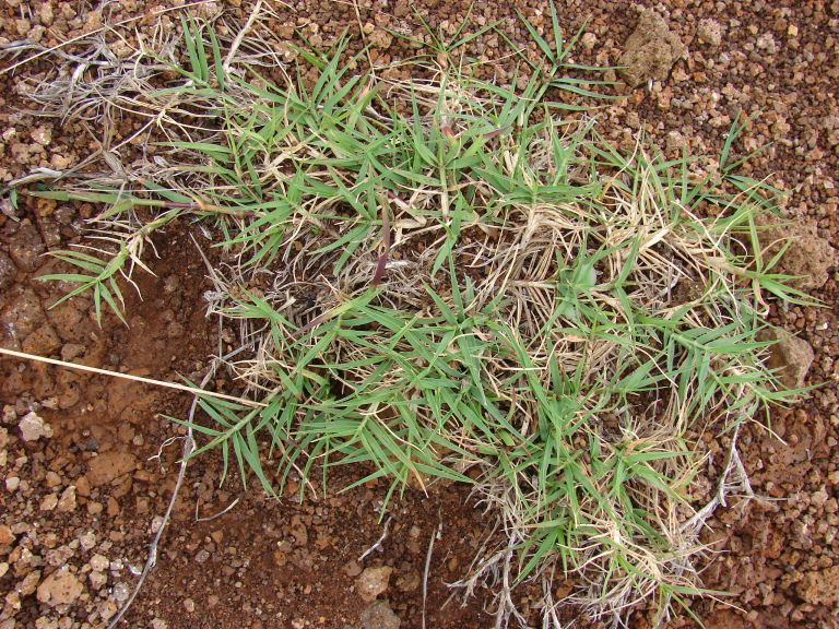 Where A Weed - Cynodon dactylon - KnowYourWeeds