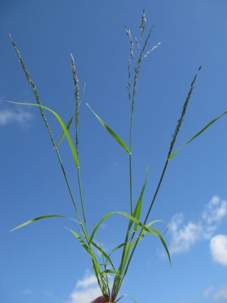 Common Names - Eragrostis pilosa - KnowYourWeeds