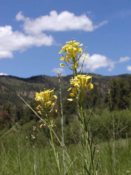 See More Info - Erysimum asperum - KnowYourWeeds
