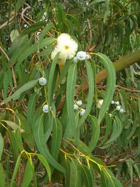 Common Names - Eucalyptus globulus - KnowYourWeeds